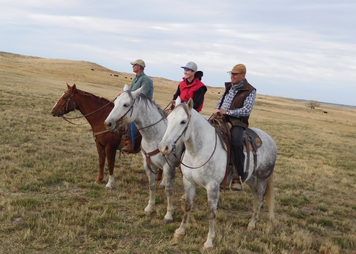 Preparing to ship steer calves – Sandy Snider Stahl