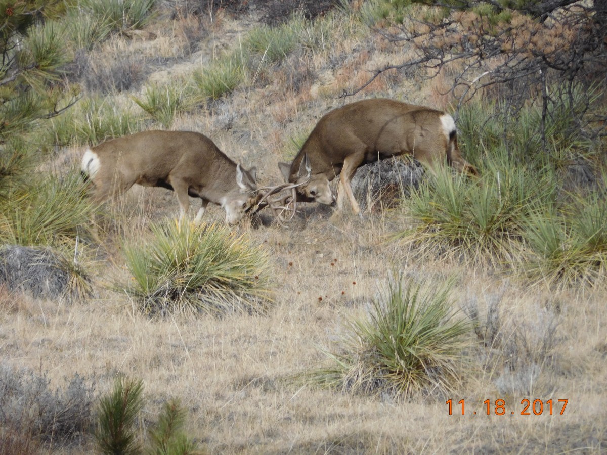 Buck mule deer fighting – Sandy Snider Stahl