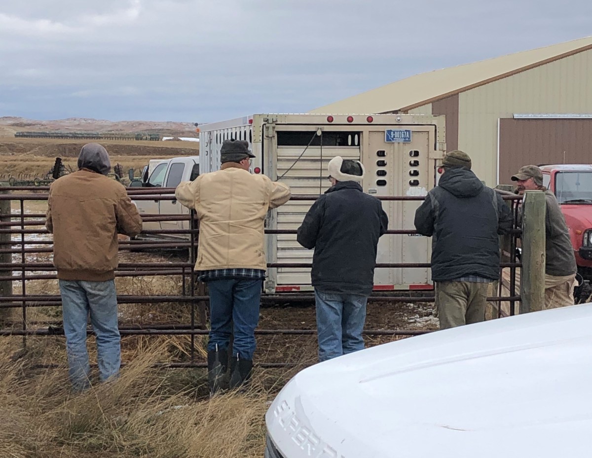 Shipping Steer Calves – Sandy Snider Stahl